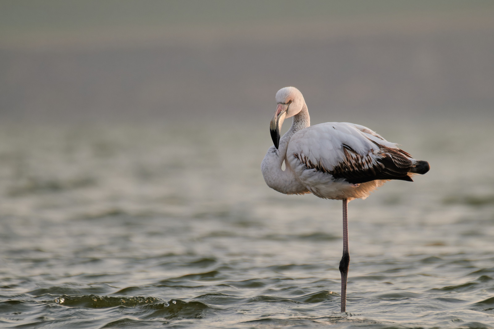 Lake Techirghiol | Birdingplaces