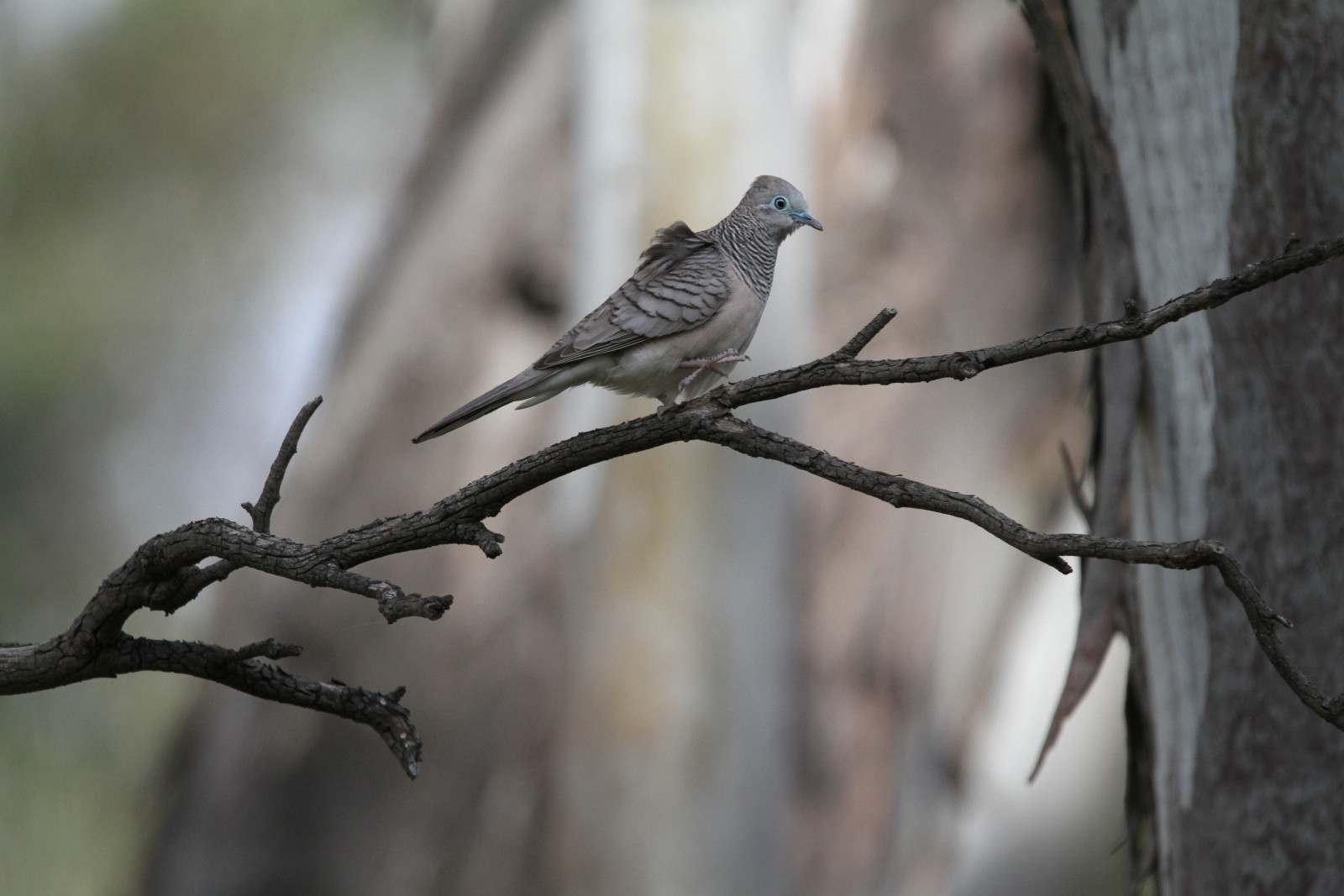 Gunbower State Forest | Birdingplaces