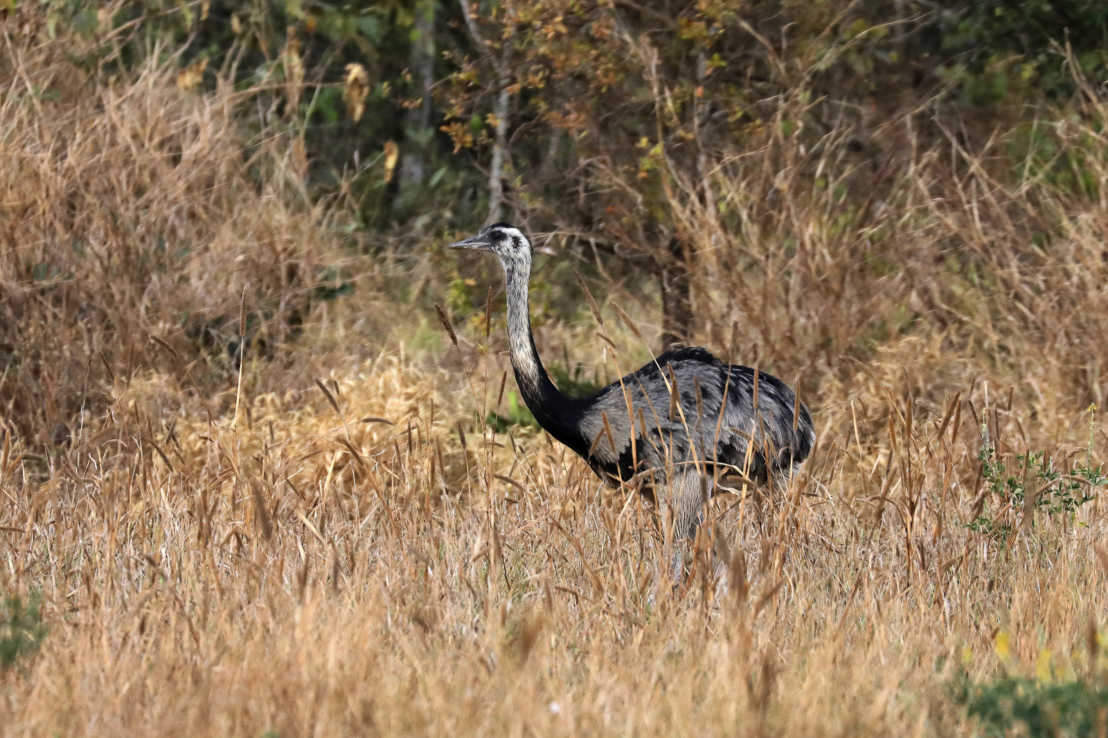 Greater Rhea (Rhea americana) | Birdingplaces