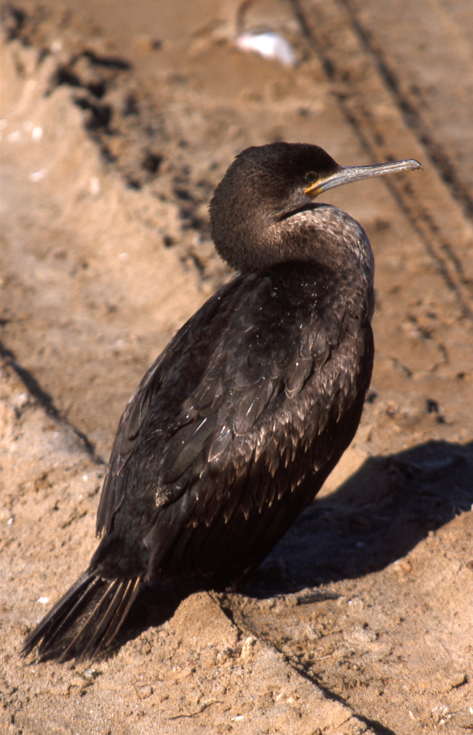 Cape Cormorant (Phalacrocorax capensis) | Birdingplaces
