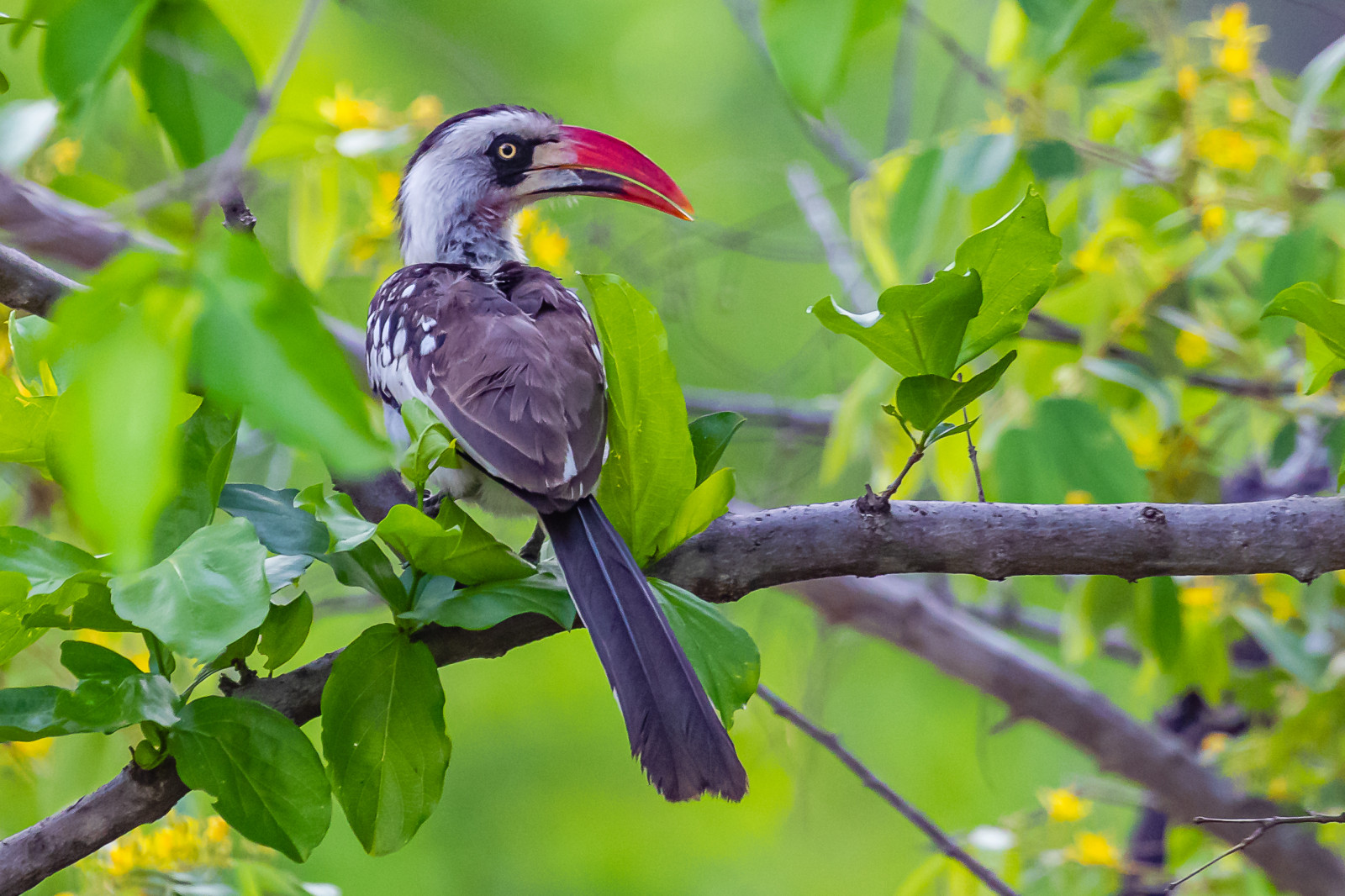 Tanzanian Red-billed Hornbill (Tockus ruahae) | Birdingplaces