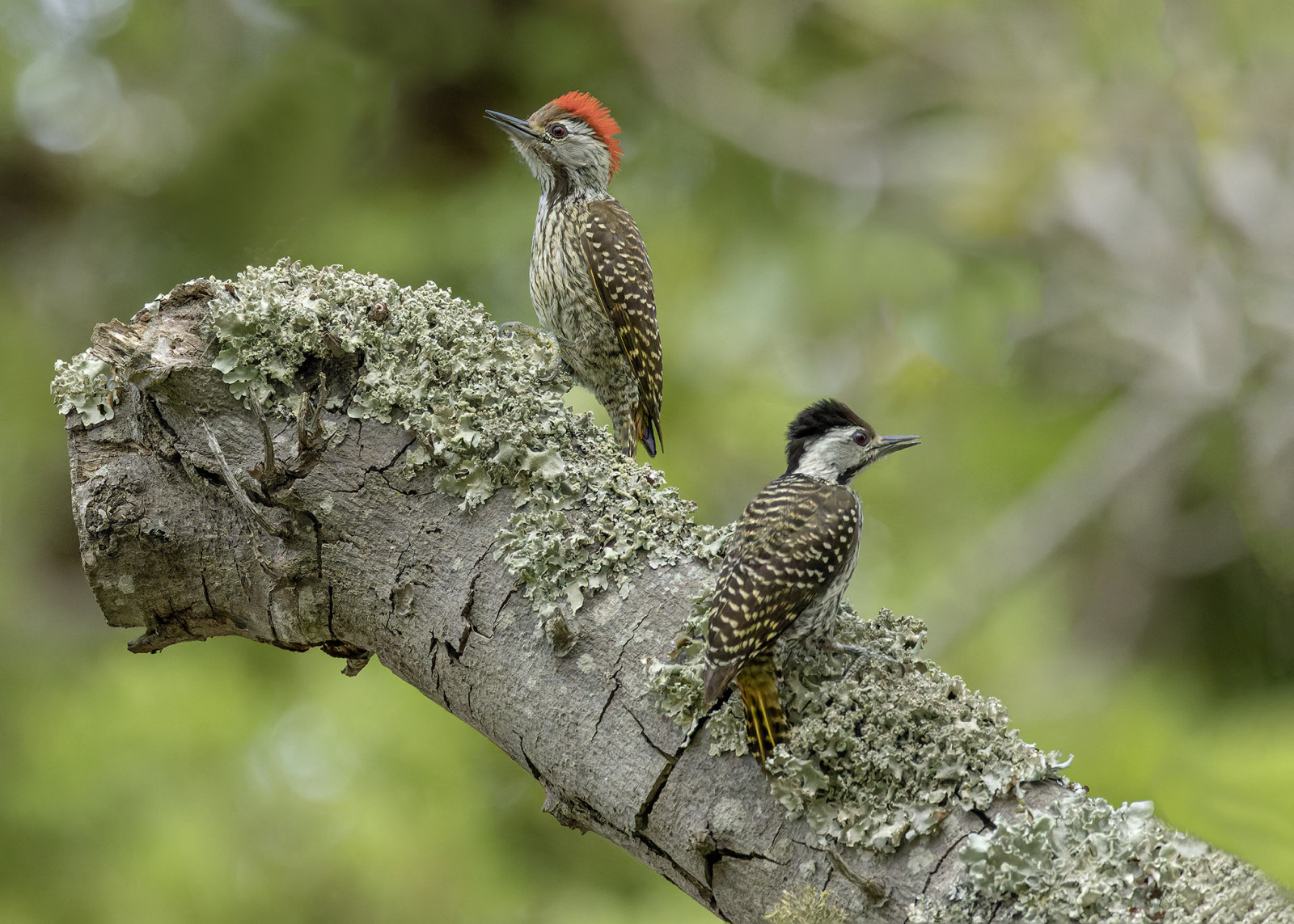 Cardinal Woodpecker (Chloropicus fuscescens) | Birdingplaces