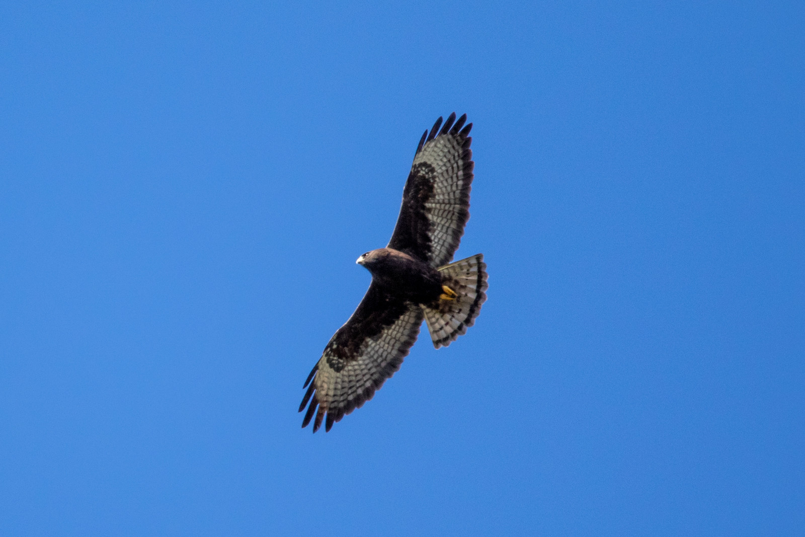 Short-tailed Hawk (Buteo brachyurus) | Birdingplaces