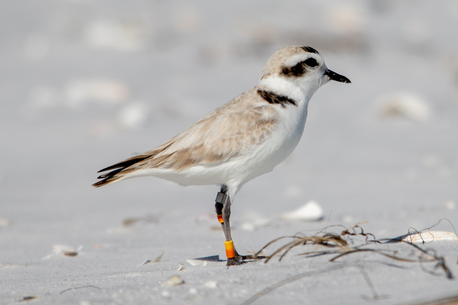 Snowy Plover (Charadrius nivosus) | Birdingplaces