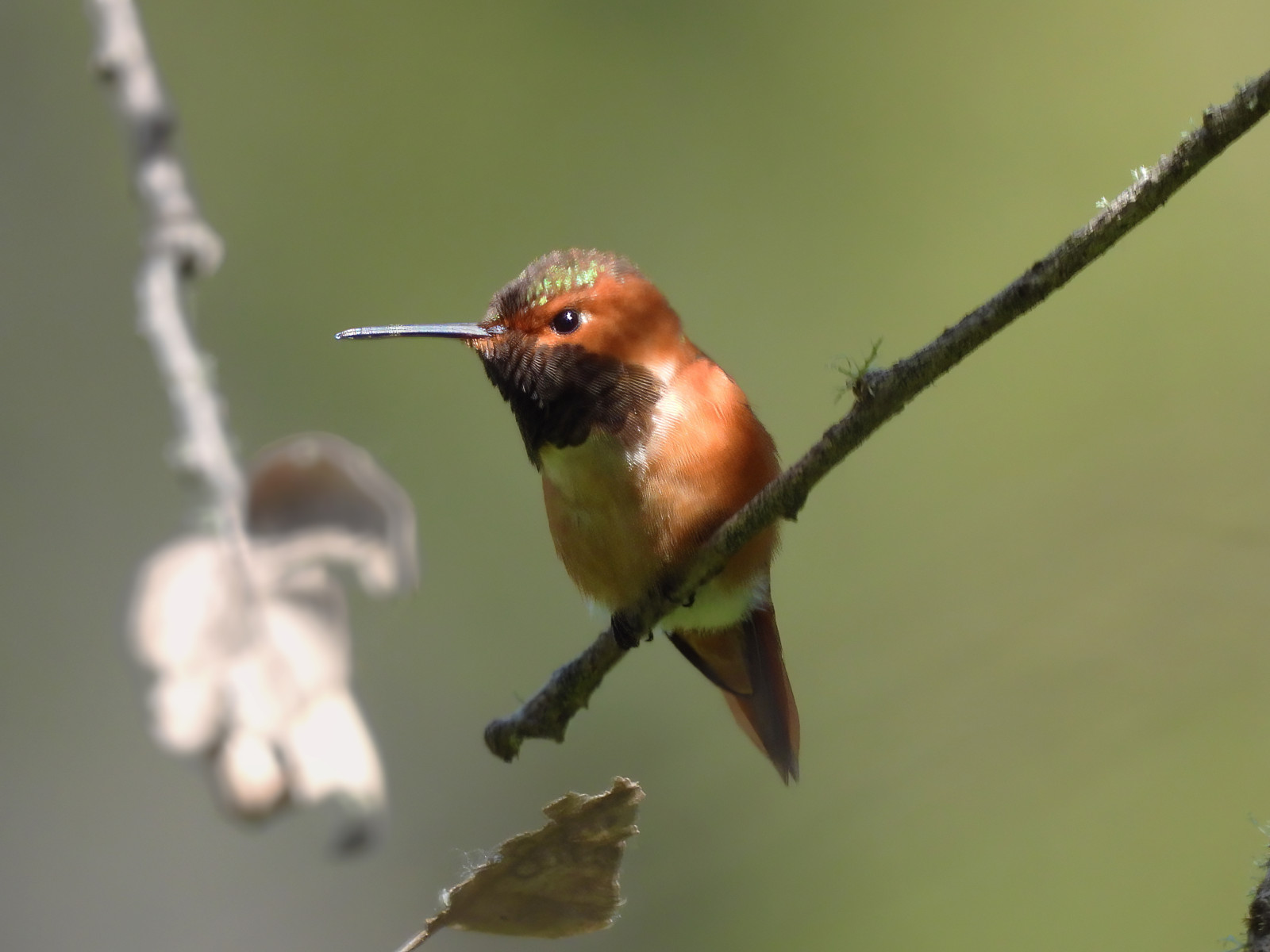 Allen's Hummingbird (Selasphorus sasin) | Birdingplaces