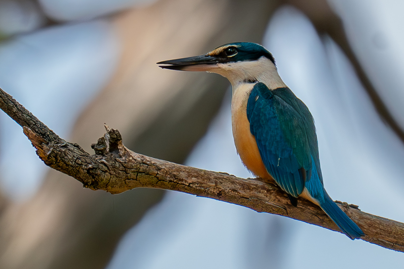 Wonga Wetlands | Birdingplaces