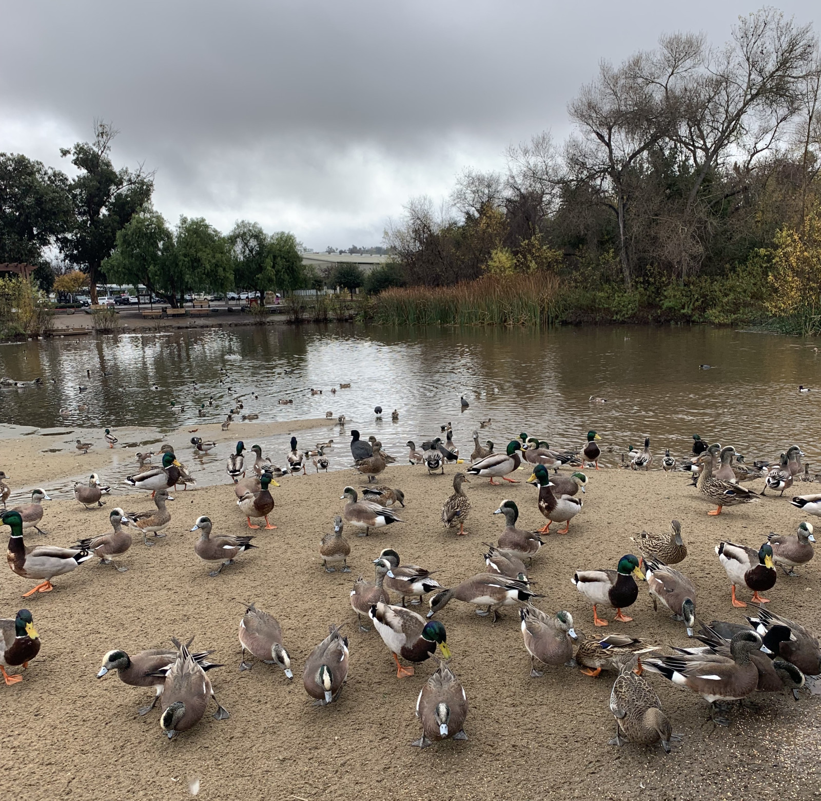 Kit Carson Park | Birdingplaces