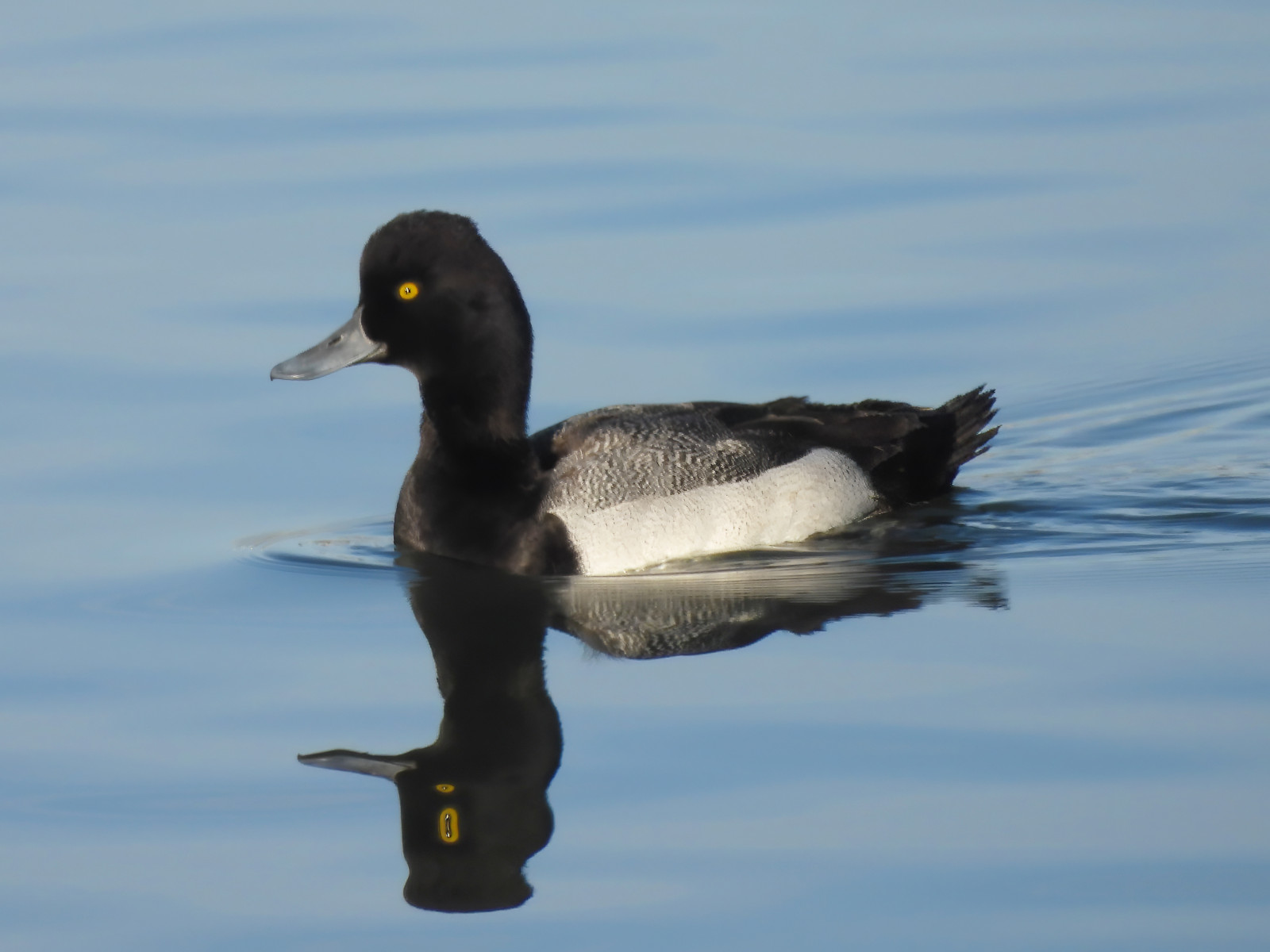 Little Dixie Lake | Birdingplaces