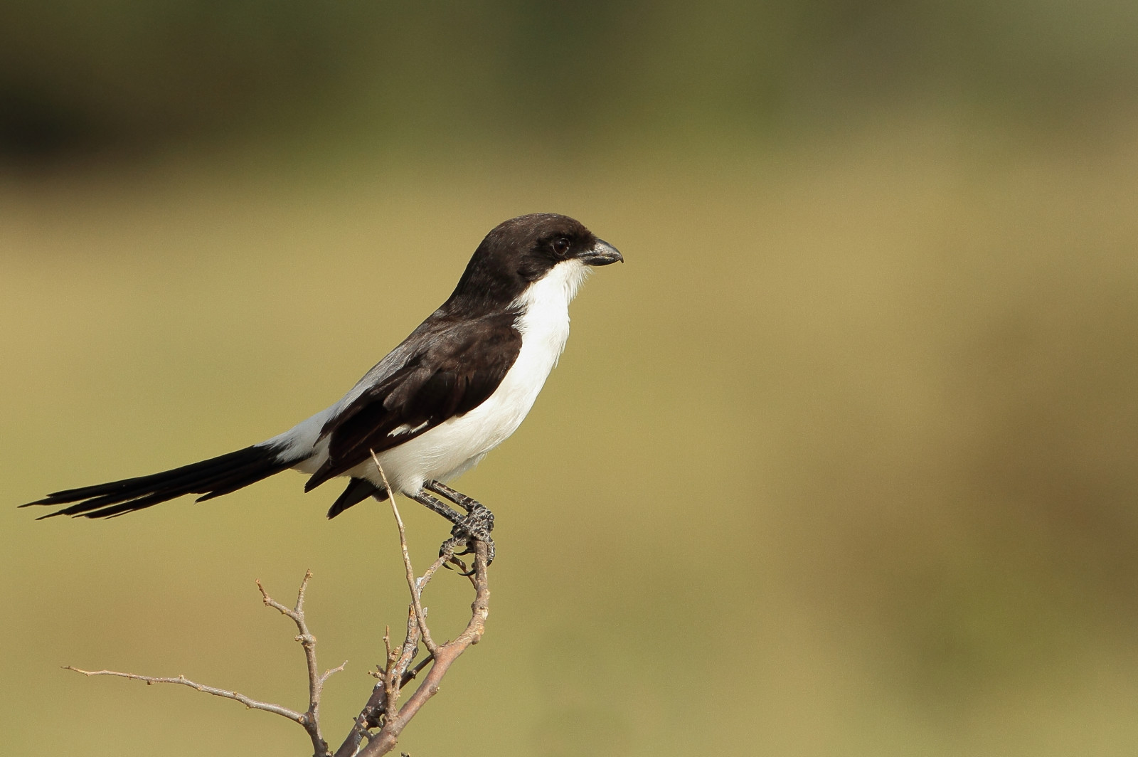 Long-tailed Fiscal (Lanius cabanisi) | Birdingplaces