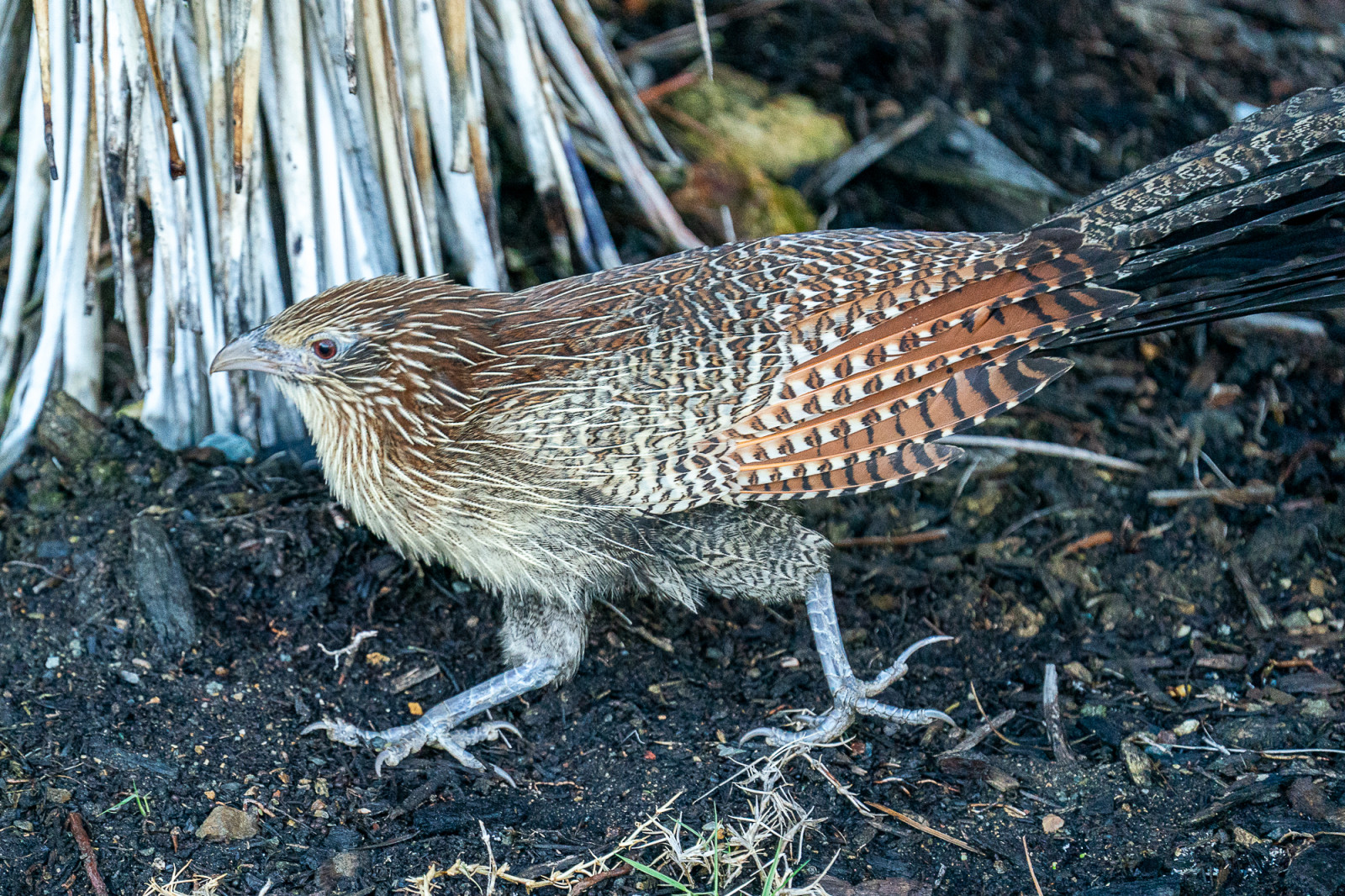 Pheasant Coucal (Centropus phasianinus) | Birdingplaces