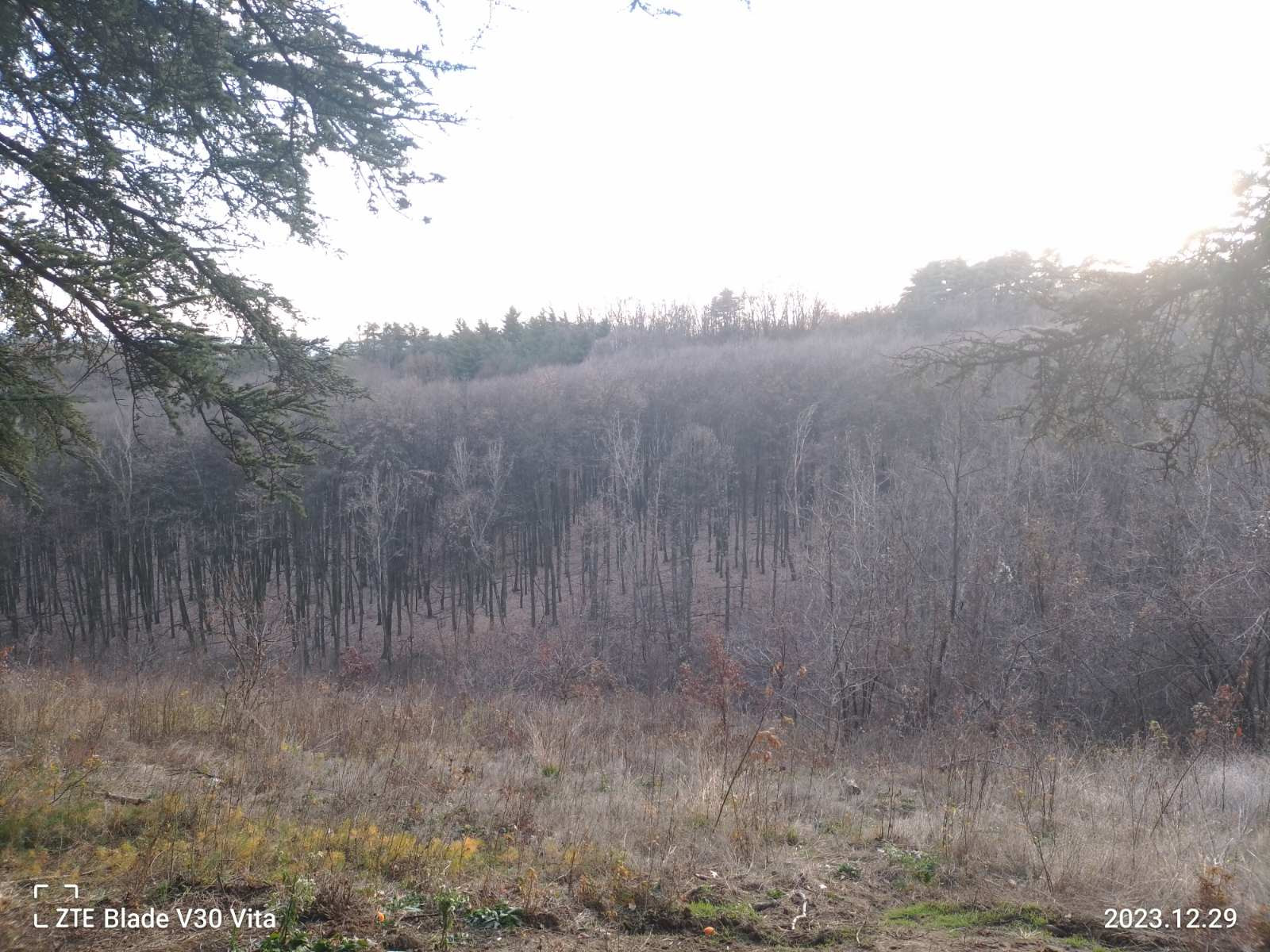 Stepin Gaj Forest | Birdingplaces
