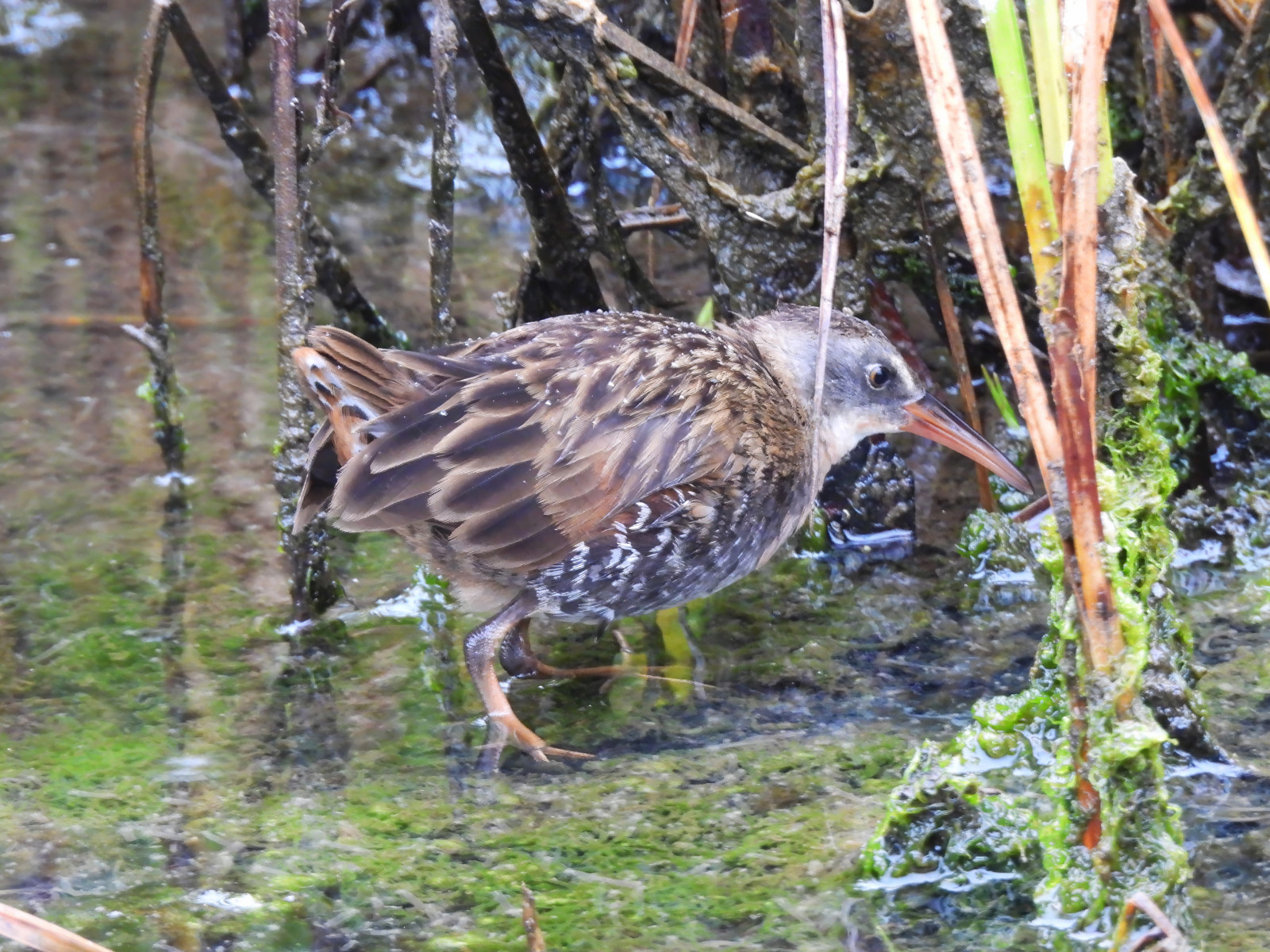 Virginia Rail (Rallus limicola) | Birdingplaces