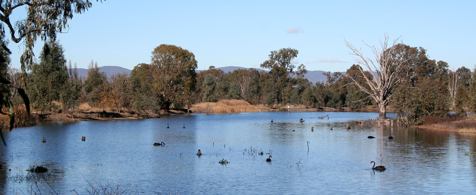 Wonga Wetlands | Birdingplaces
