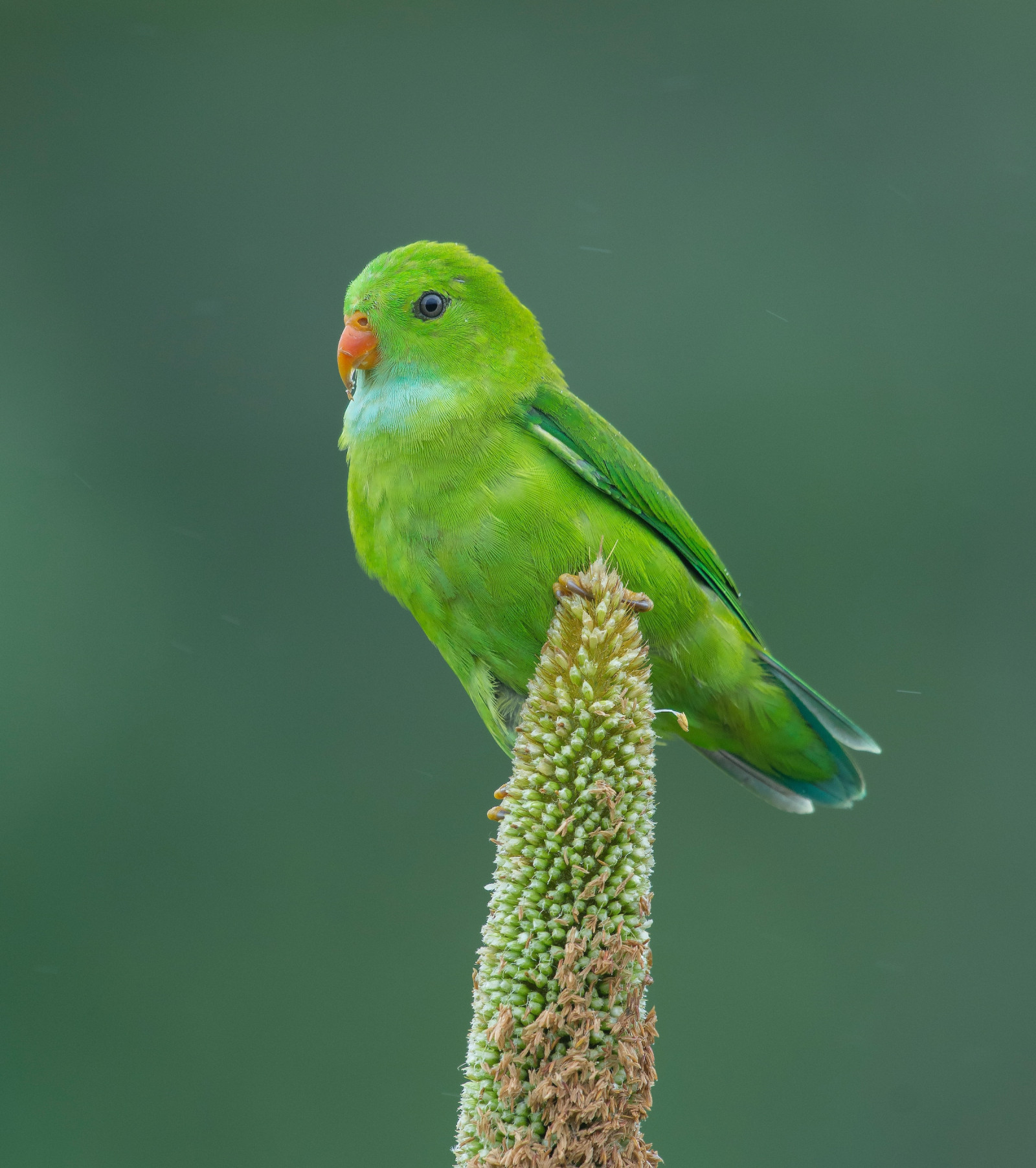 Vernal Hanging-Parrot (Loriculus vernalis) | Birdingplaces
