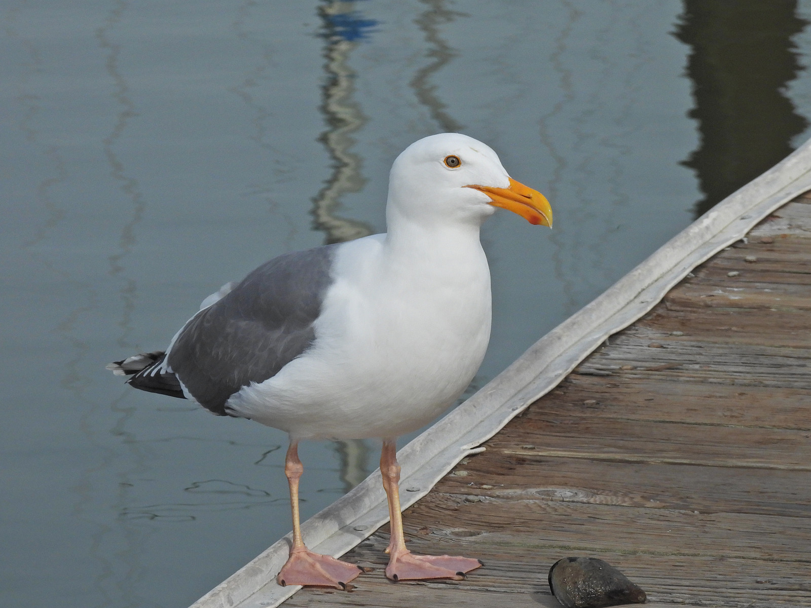 Western Gull (Larus occidentalis) | Birdingplaces