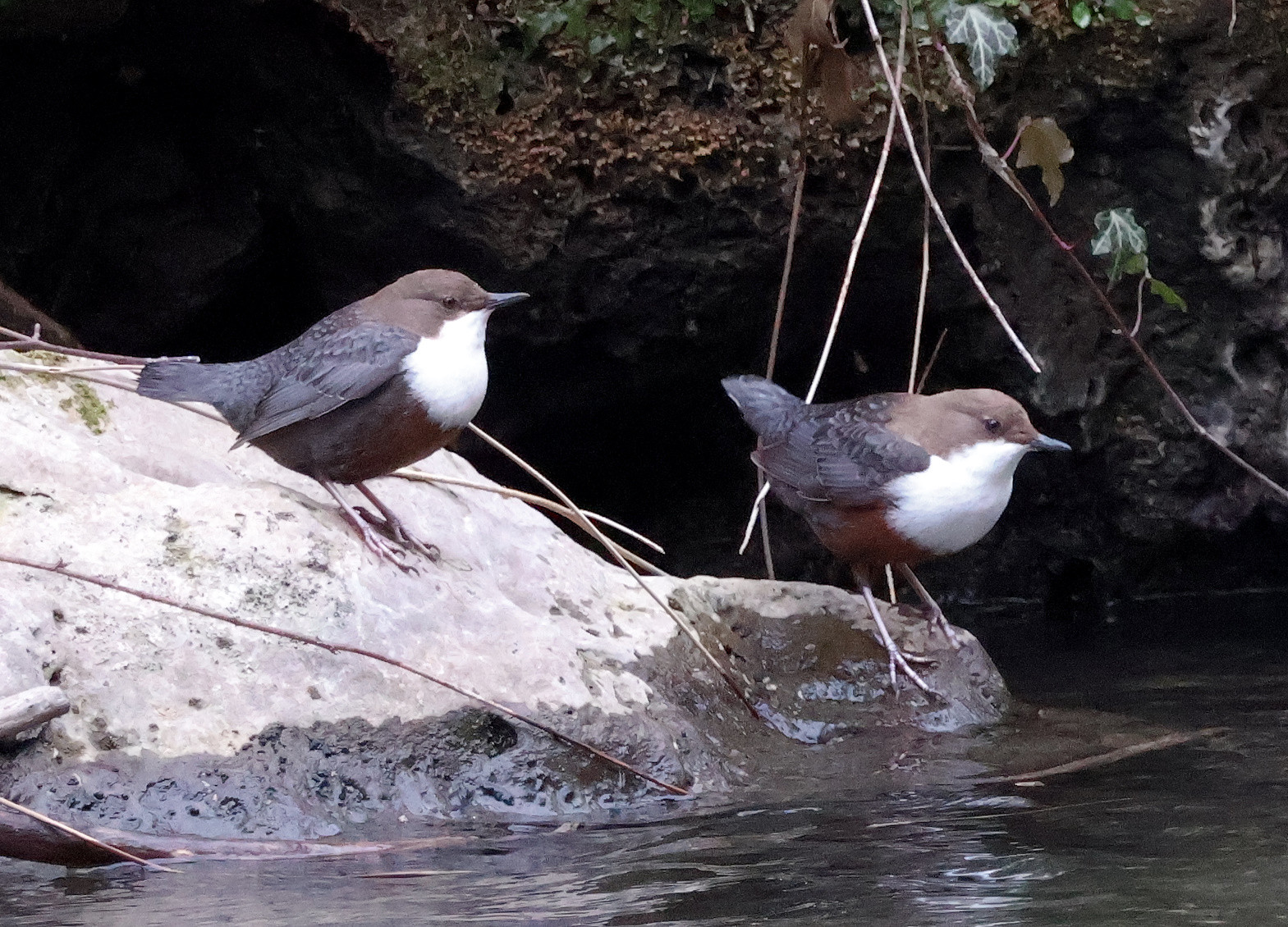 Gradac River Gorge | Birdingplaces