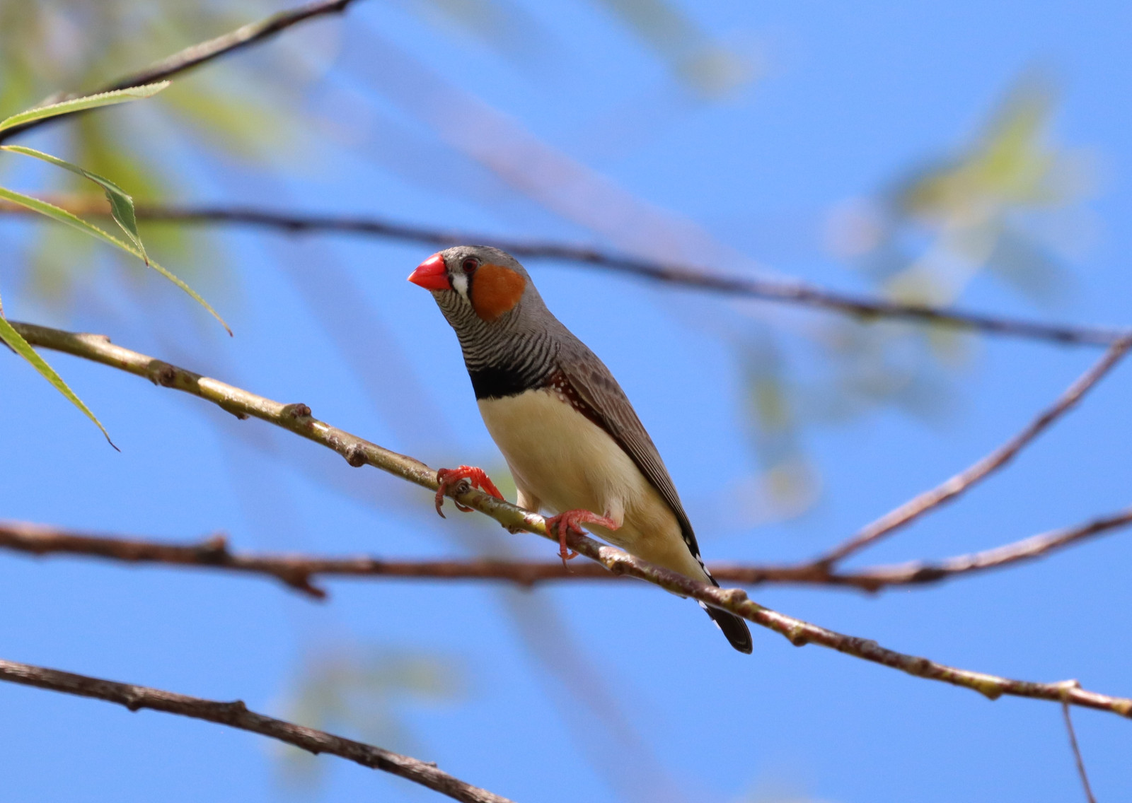 Australian Zebra Finch (Taeniopygia guttata castanotis) | Birdingplaces