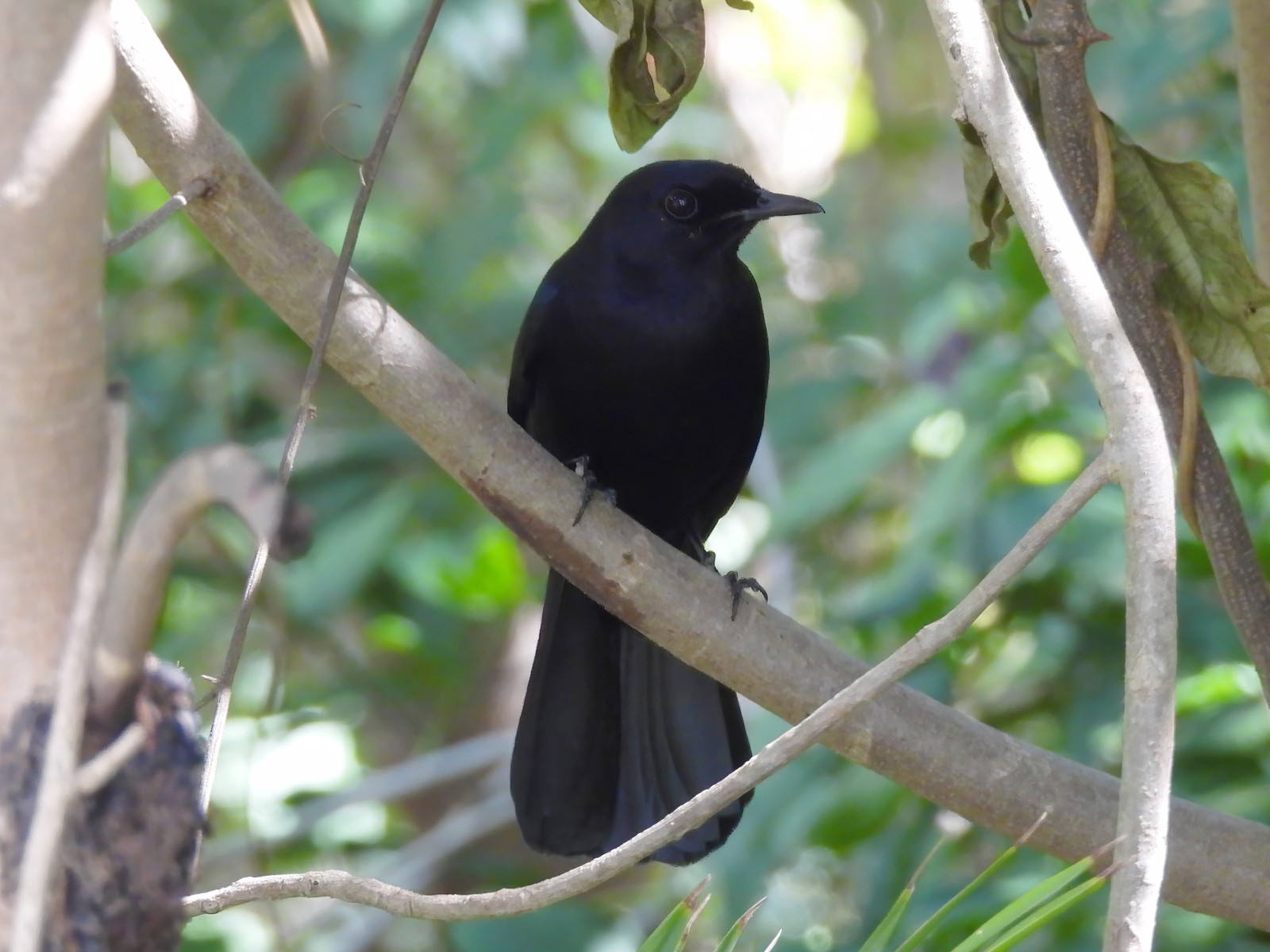 Black Catbird (Melanoptila glabrirostris) | Birdingplaces