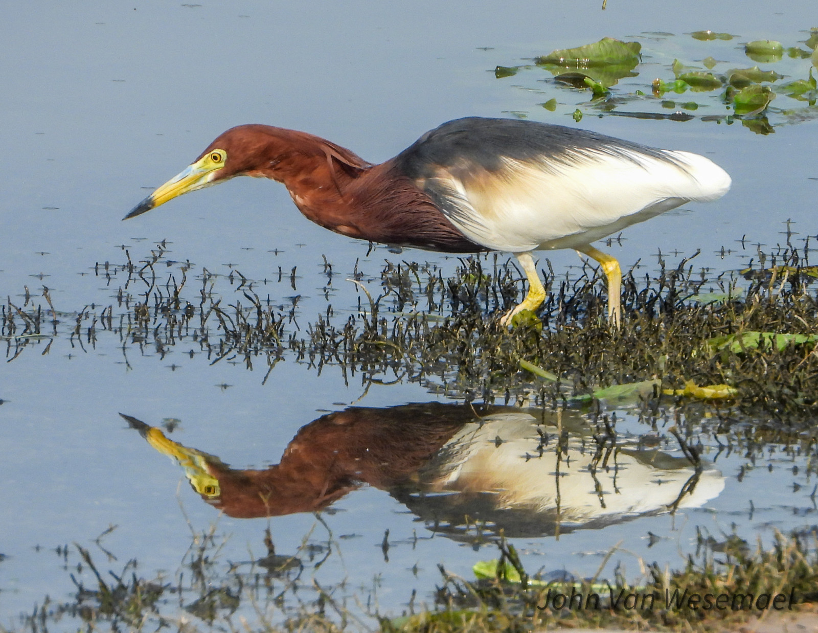 Chinese Pond-Heron (Ardeola bacchus) | Birdingplaces