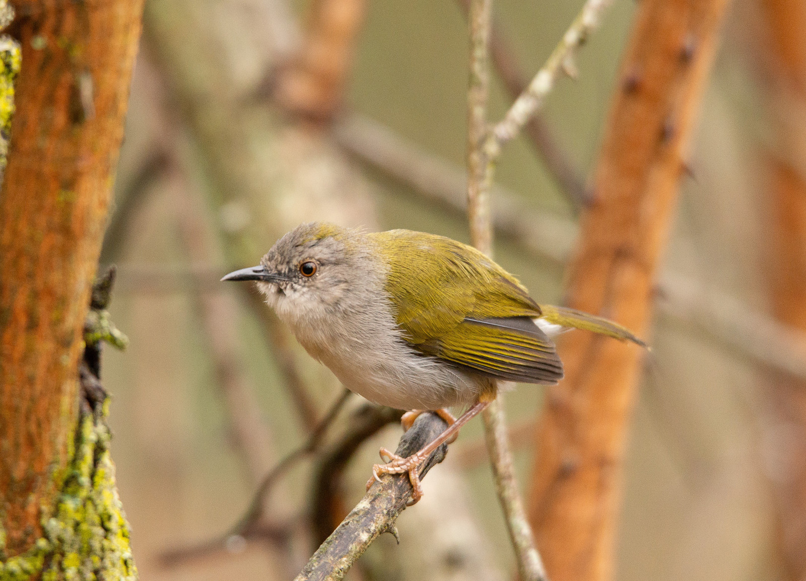 Green-backed Camaroptera (Camaroptera brachyura) | Birdingplaces