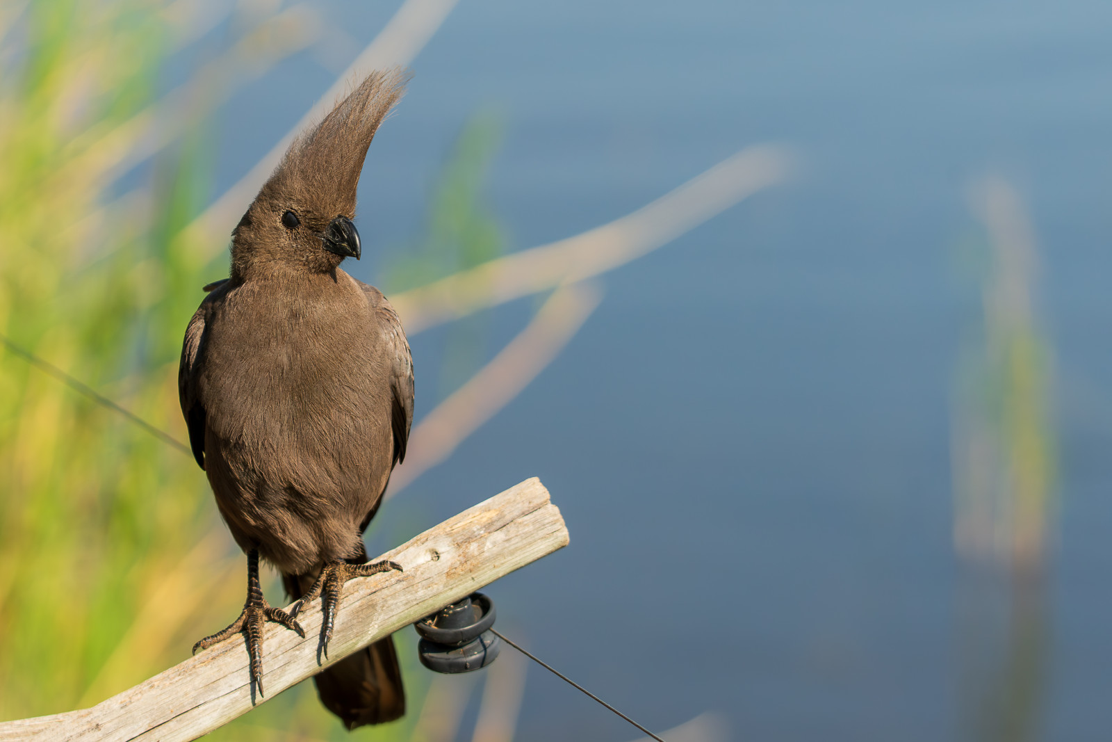 Grey Go-away-bird (Corythaixoides concolor) | Birdingplaces