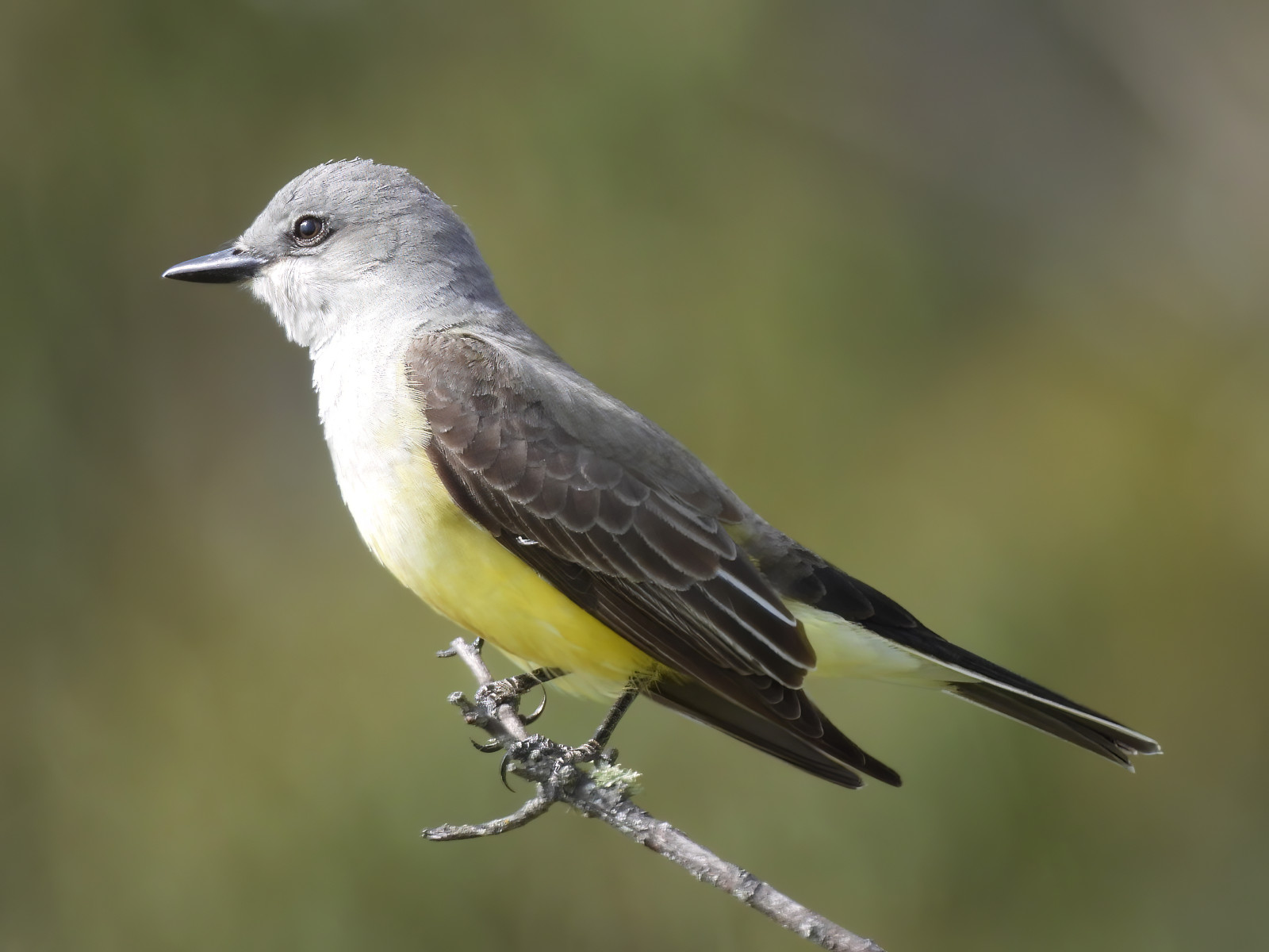 Western Kingbird (Tyrannus verticalis) | Birdingplaces