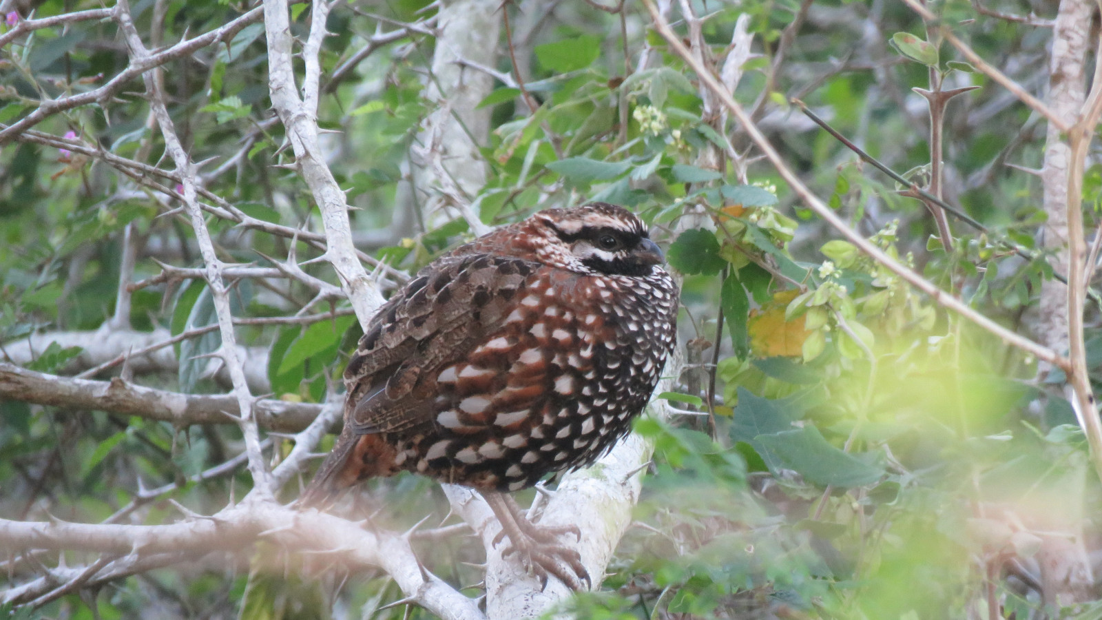 Rancho San Salvador Road | Birdingplaces