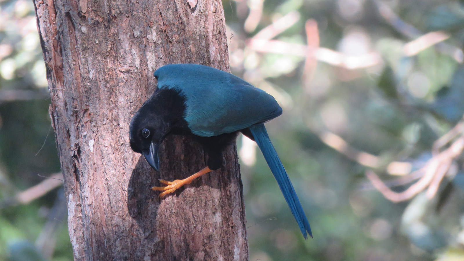 Yucatan Jay (Cyanocorax yucatanicus) | Birdingplaces