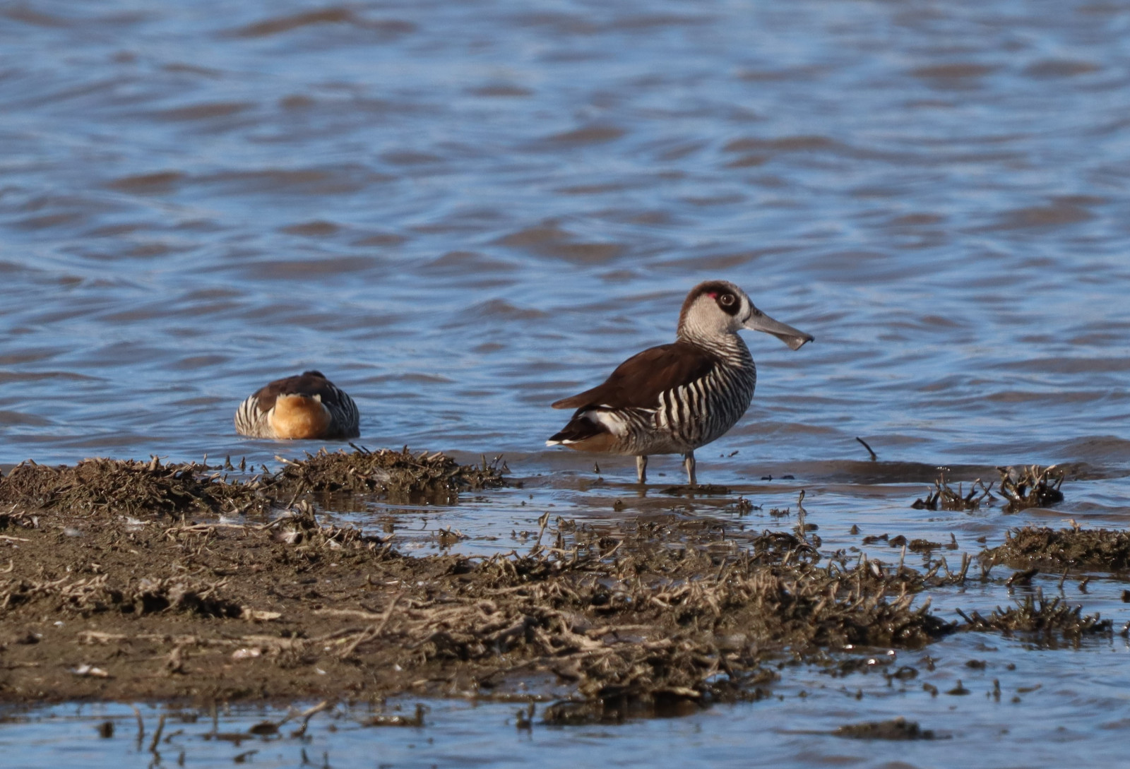 Lake Monger | Birdingplaces