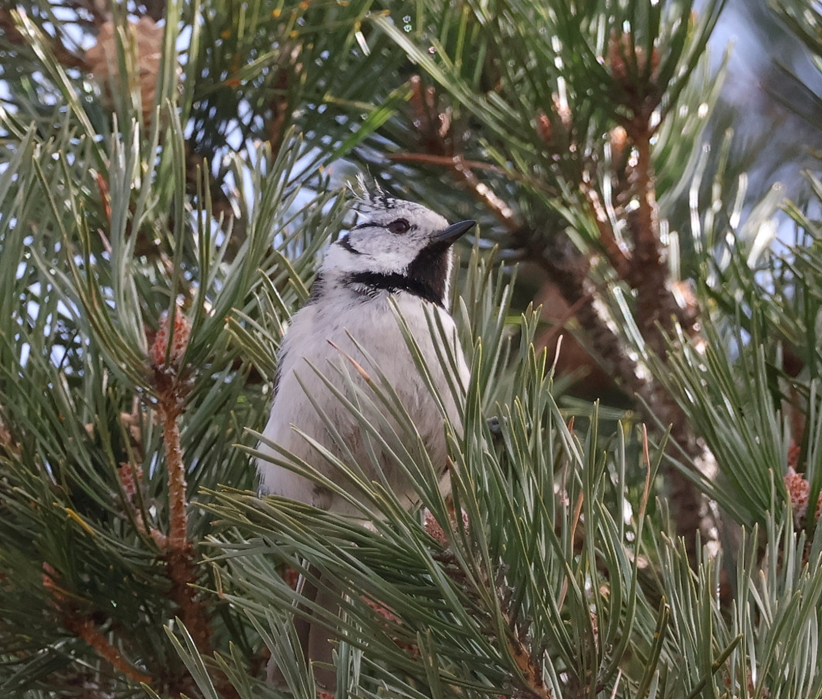 Divčibare and Maljen | Birdingplaces