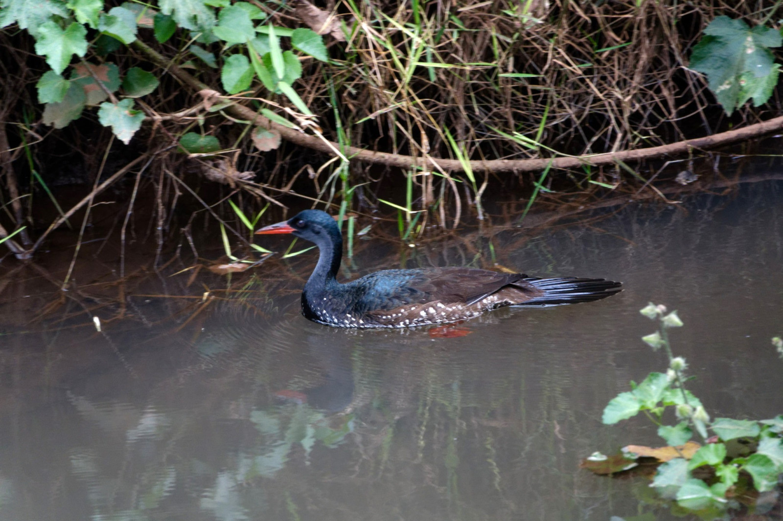 African Finfoot (Podica senegalensis) | Birdingplaces