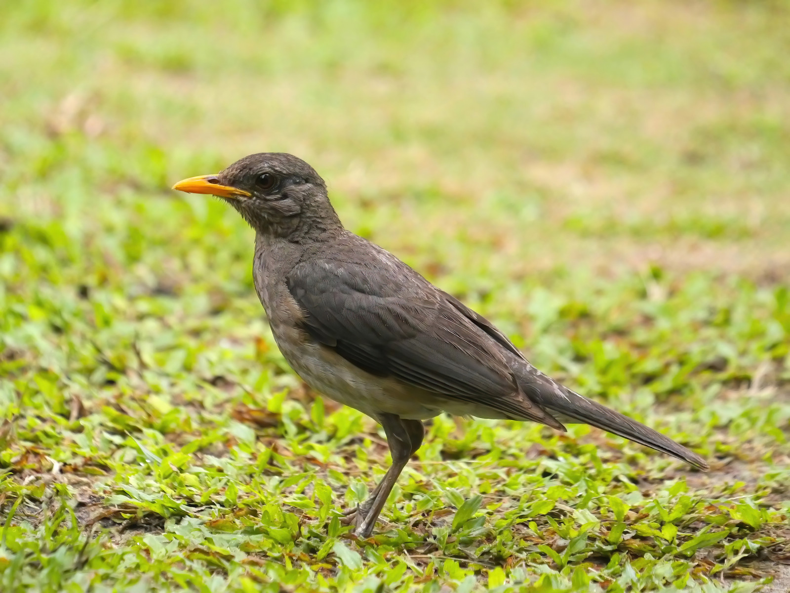 African Thrush (Turdus pelios) | Birdingplaces