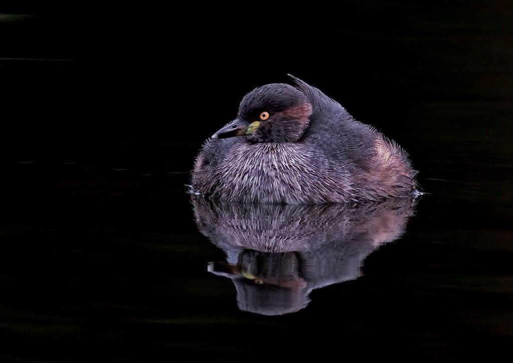 Lake Seppings Bird Walk | Birdingplaces
