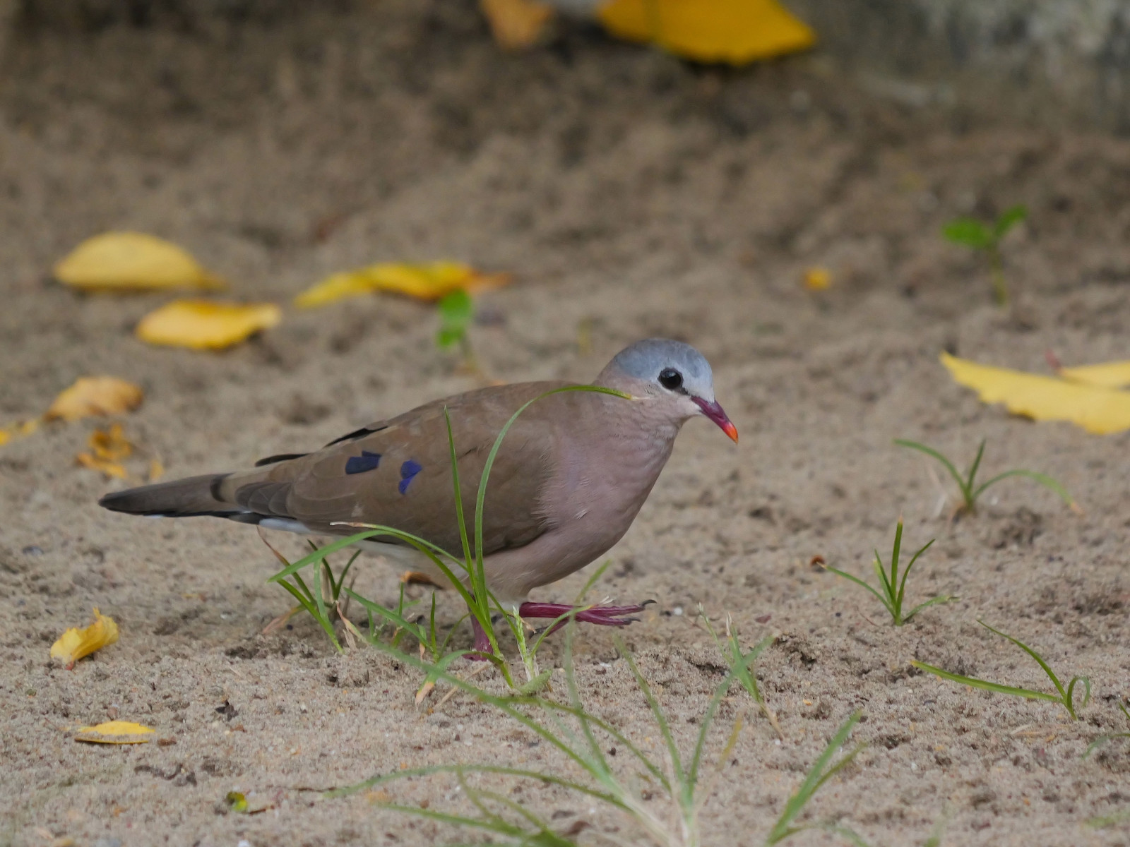 Blue-spotted Wood-Dove (Turtur afer) | Birdingplaces