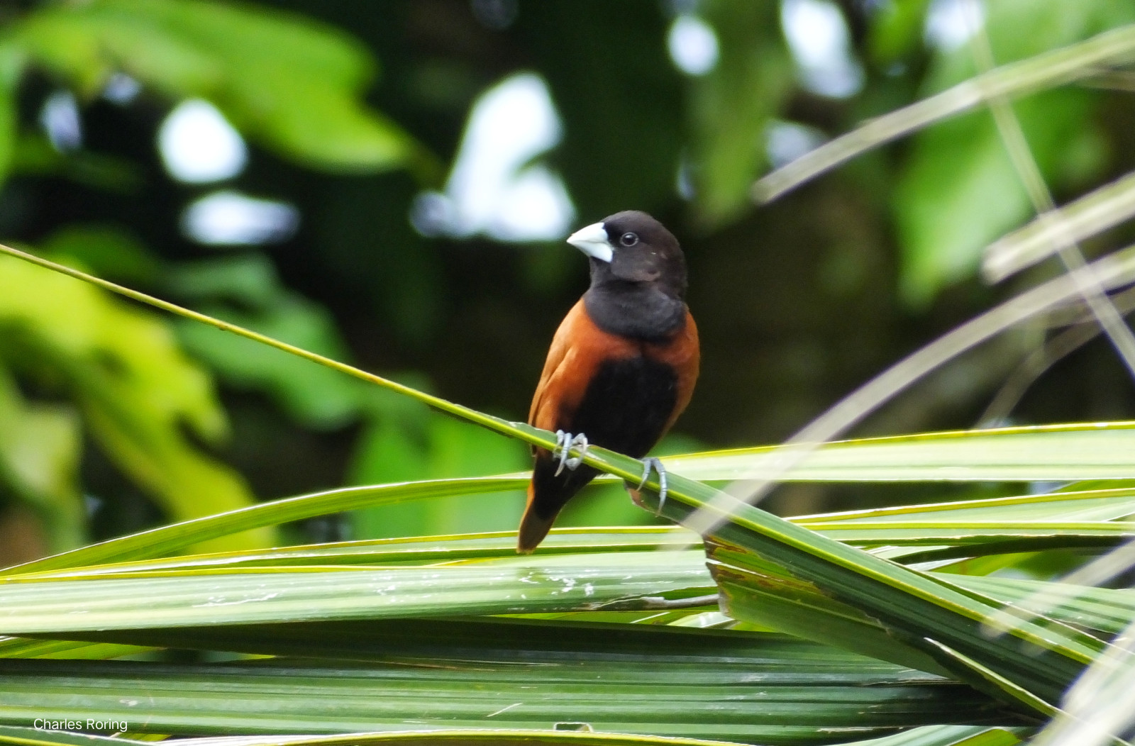 Chestnut Munia (Lonchura atricapilla) | Birdingplaces