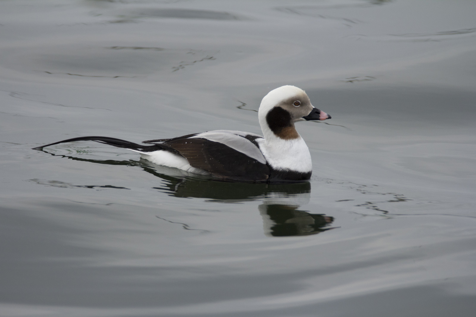 Półwysep Hel - Cypel Helski | Birdingplaces