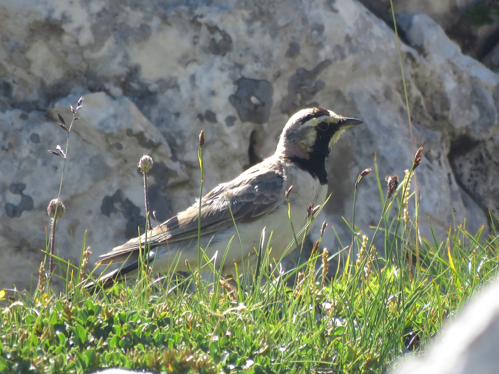 National Park Durmitor | Birdingplaces