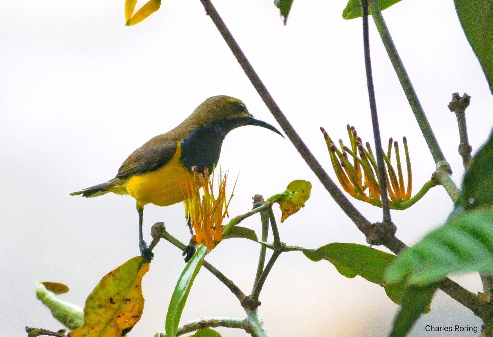 Sahul Sunbird (Cinnyris frenatus) | Birdingplaces