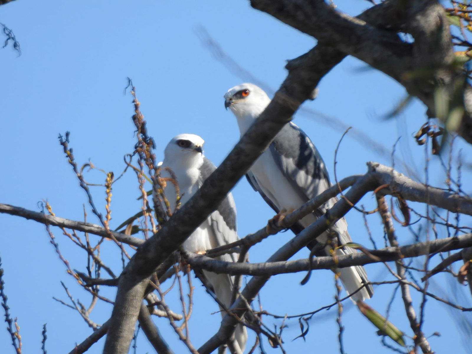 White-tailed Kite (Elanus leucurus) | Birdingplaces