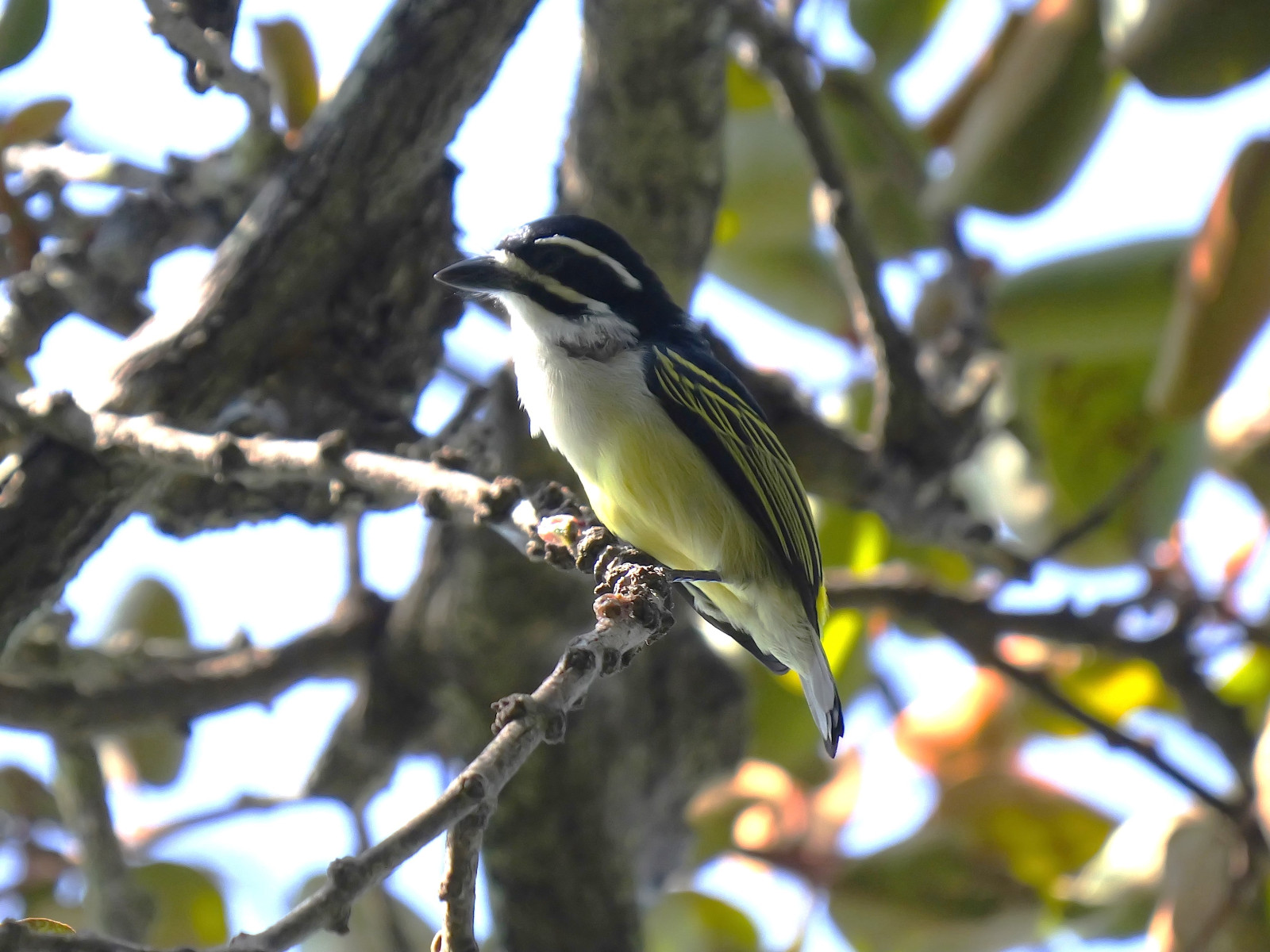 Yellow-rumped Tinkerbird (Pogoniulus bilineatus) | Birdingplaces