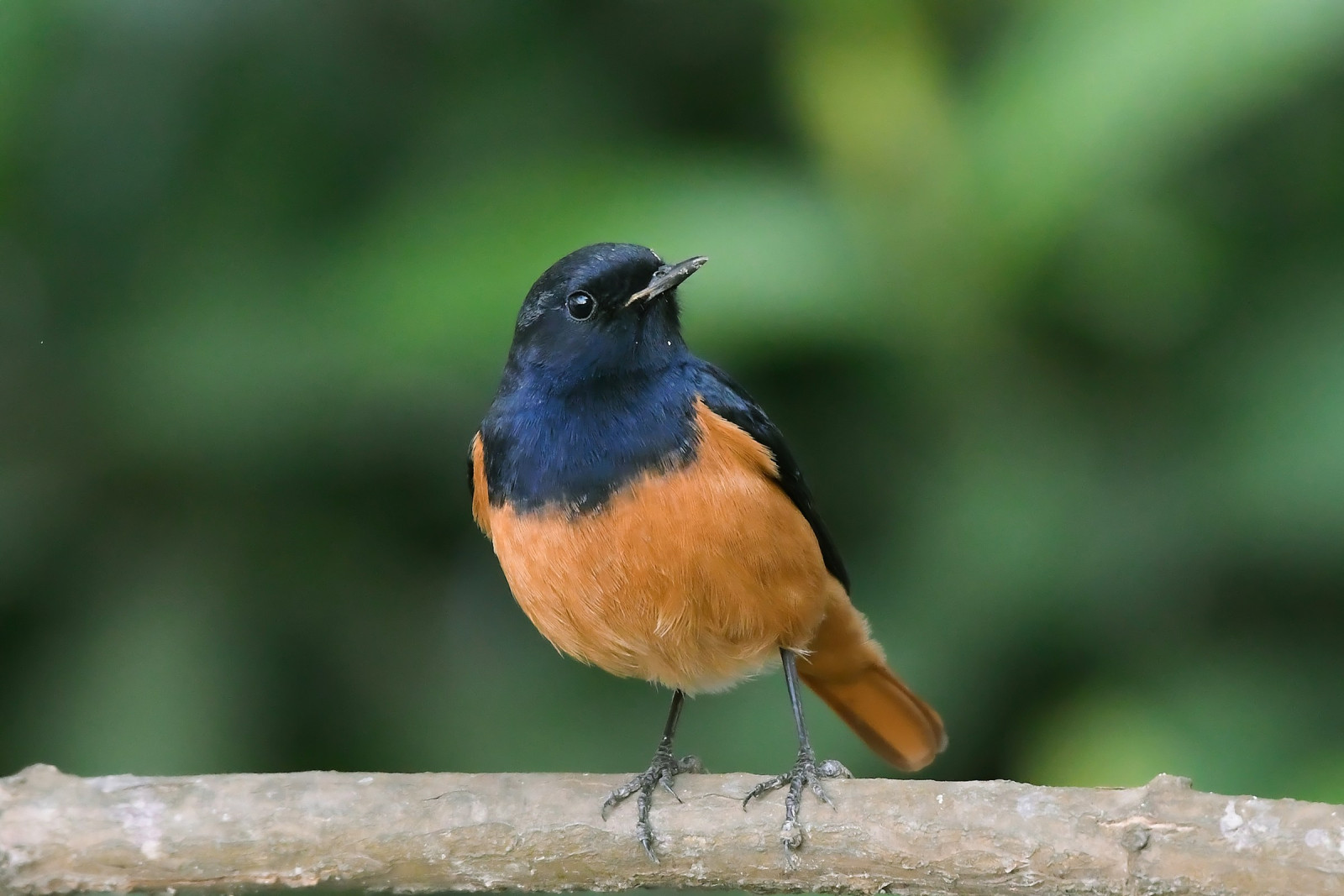 Blue-fronted Redstart (Phoenicurus frontalis) | Birdingplaces