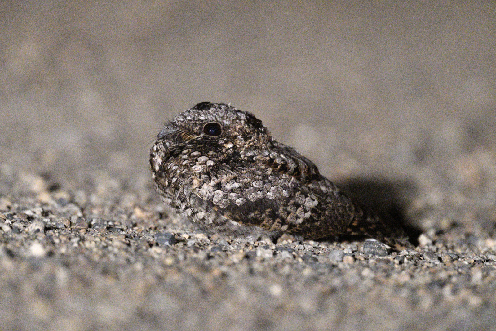 Common Poorwill (Phalaenoptilus nuttallii) | Birdingplaces