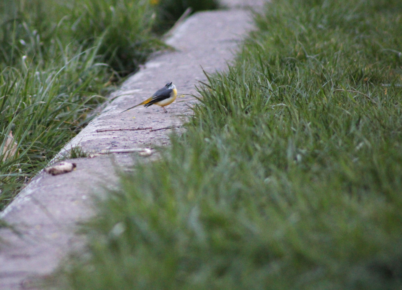 Landschaftspark Wiese | Birdingplaces