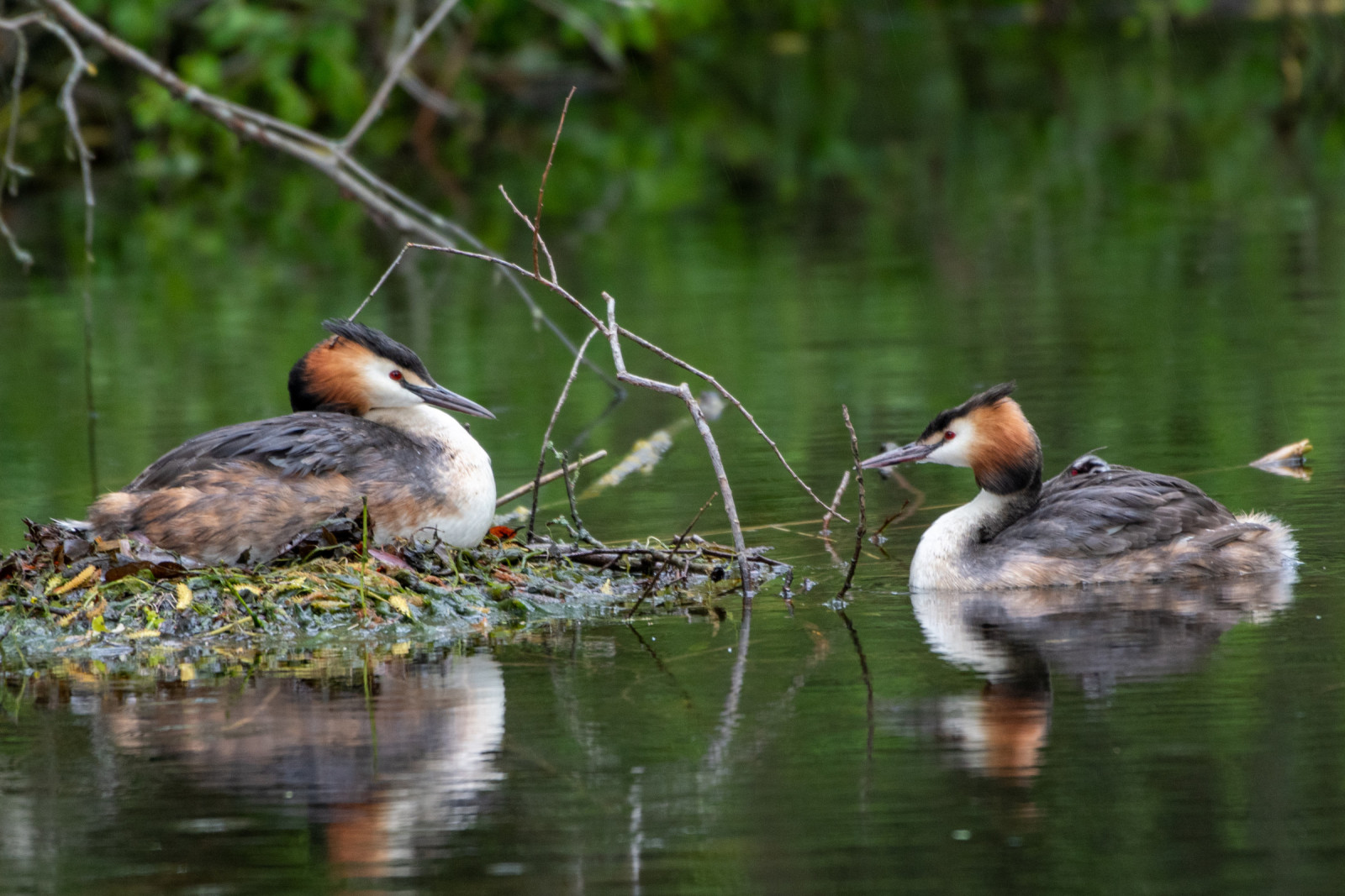 Haff Réimech Nature Reserve | Birdingplaces
