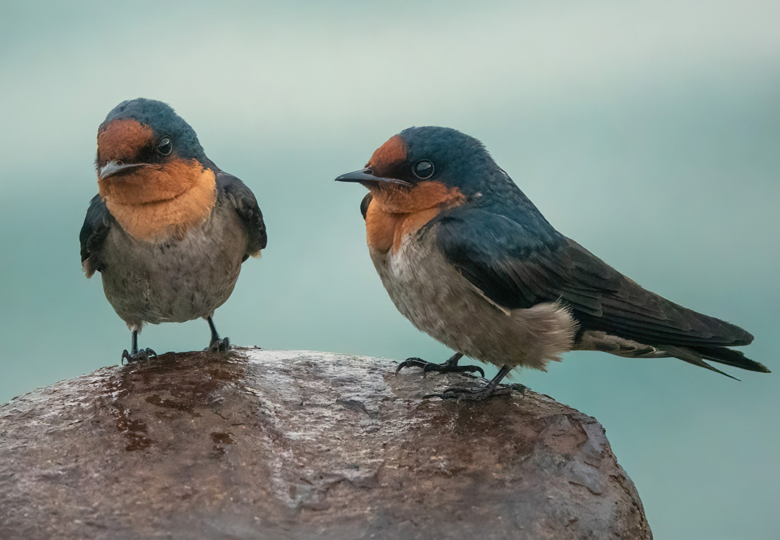Pacific Swallow (Hirundo tahitica) | Birdingplaces