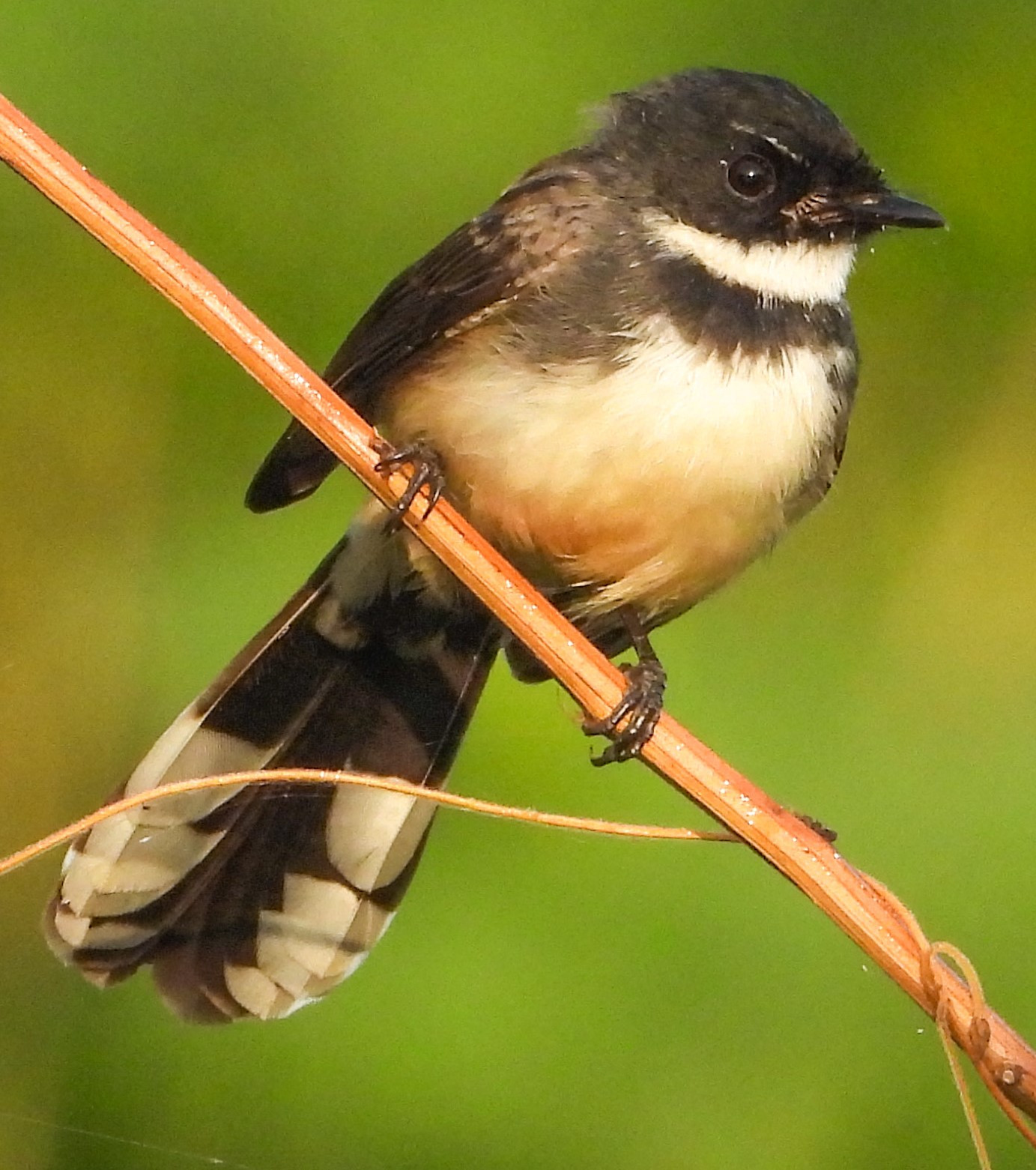Pied Fantail (Rhipidura javanica) | Birdingplaces