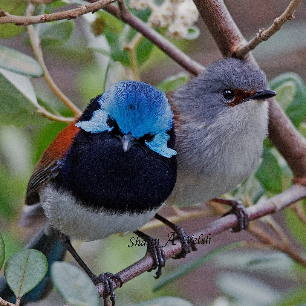 Red-winged Fairywren (Malurus elegans) | Birdingplaces