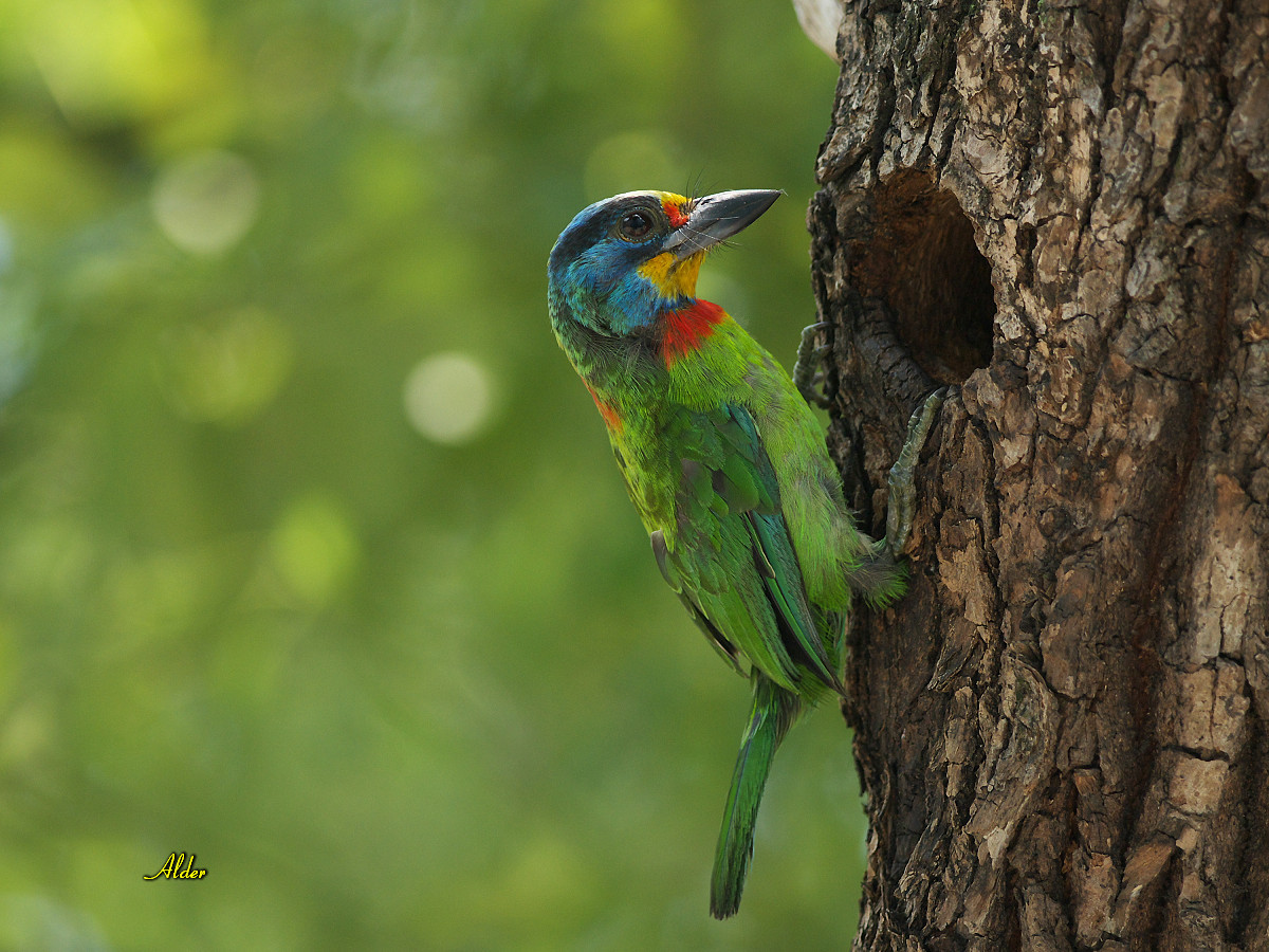Taiwan Barbet (Psilopogon nuchalis) | Birdingplaces