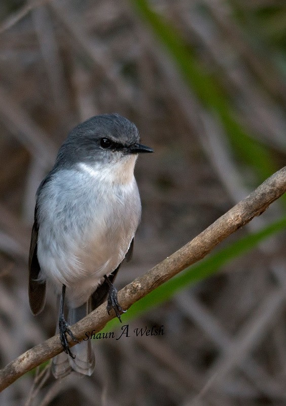 White-breasted Robin (Eopsaltria georgiana) | Birdingplaces