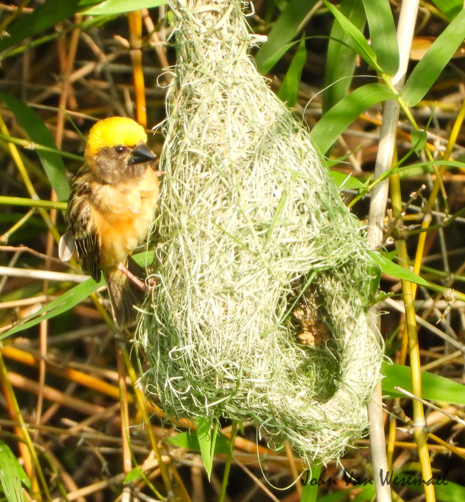 Baya Weaver (Ploceus philippinus) | Birdingplaces